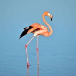 Rio Lagartos: Wondeful Pink Waters and Boat Ride - Who Will Love This Tour?