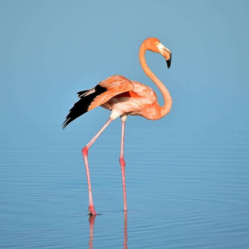 Rio Lagartos: Wondeful Pink Waters and Boat Ride - Who Will Love This Tour?