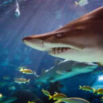 Ripley's Aquarium: Sharks After Dark Entry (After 5PM) - The Unique Appeal of Evening Visits