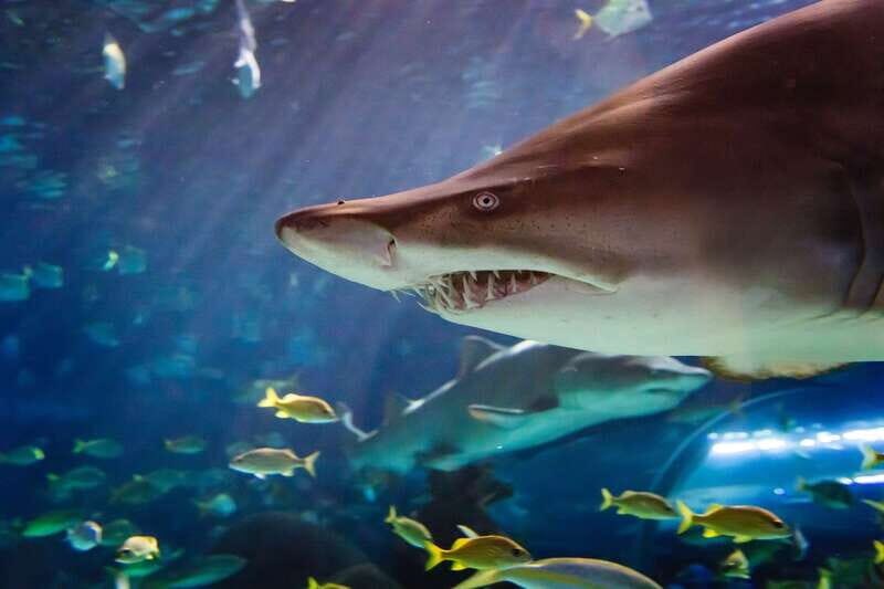 Ripley's Aquarium: Sharks After Dark Entry (After 5PM) - The Unique Appeal of Evening Visits