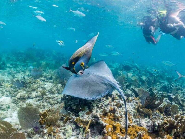 Riviera Maya: Private Catamaran Sailing for 42 Guests - Analyzing the Value