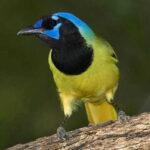 Riviera Maya: Puerto Morelos 4-Hour Bird Watching Tour - Why This Tour Stands Out