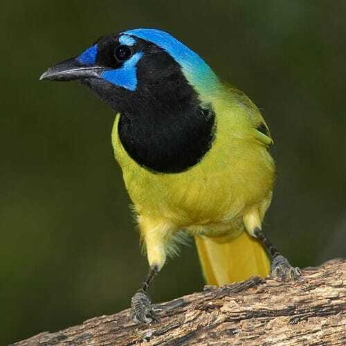 Riviera Maya: Puerto Morelos 4-Hour Bird Watching Tour - Why This Tour Stands Out