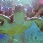 Riviera Maya Snorkeling - Evaluating the Value: Price, Experience, and Overall