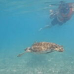 Riviera Maya: Tulum Ruins Tour, Turtle Swimming, Cenotes, and Lunch. - The Journey to the Cenotes