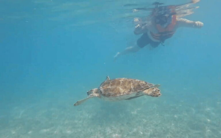 Riviera Maya: Tulum Ruins Tour, Turtle Swimming, Cenotes, and Lunch. - The Journey to the Cenotes