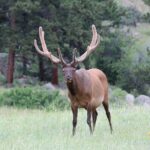 RMNP: Bear Lake Corridor Tour - What You’ll Love About This Tour