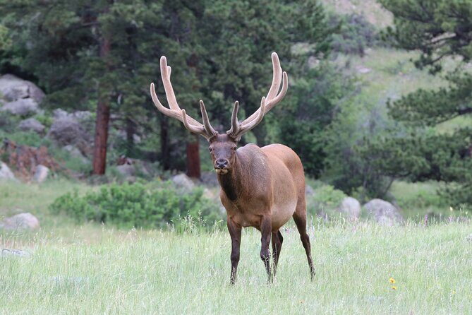 RMNP: Bear Lake Corridor Tour - What You’ll Love About This Tour