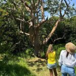 Road to Hana Maui Tours - The Legendary Road to Hana: 600+ Curves & 50+ Bridges