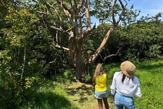 Road to Hana Maui Tours - The Legendary Road to Hana: 600+ Curves & 50+ Bridges