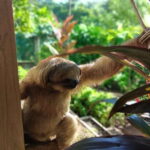 Roatán: Private Monkey and Sloth Sanctuary Tour - What’s Included and What’s Not