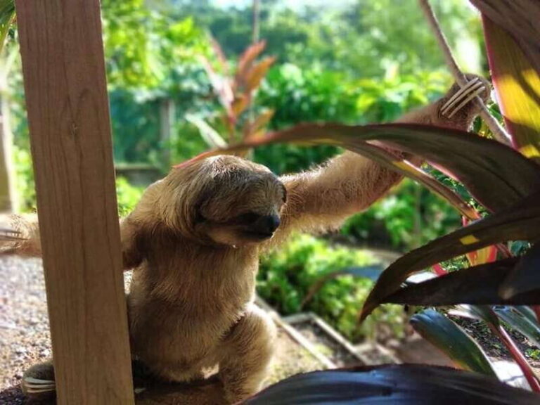 Roatán: Private Monkey and Sloth Sanctuary Tour - What’s Included and What’s Not