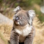 Rock Climb and Abseil - Morialta National Park - Who Should Book This Tour?