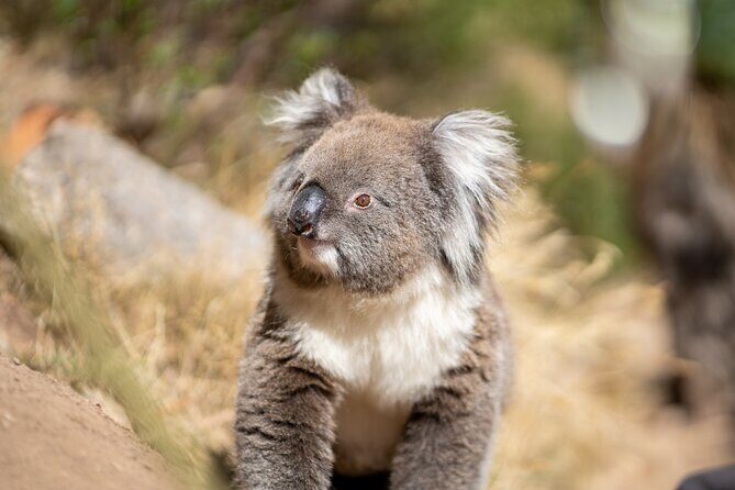 Rock Climb and Abseil - Morialta National Park - Who Should Book This Tour?