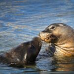 Rockingham: Shoalwater Islands Tour and Penguin Island - The Penguin Island Experience