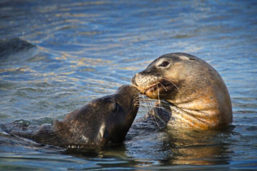 Rockingham: Shoalwater Islands Tour and Penguin Island - The Penguin Island Experience