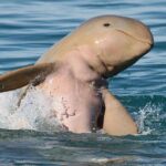 Roebuck Bay Sunset & Snubfin Dolphin Cruise - The Value of the Tour