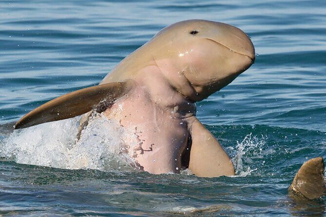 Roebuck Bay Sunset & Snubfin Dolphin Cruise - The Value of the Tour