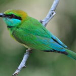 Romantic Glamping Safari Bordering Yala National Park - The Social and Recreational Atmosphere