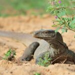 Romantic Glamping Safari Bordering Yala National Park 2- days - Evening and Night Exploration