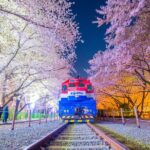 Romantic Jinhae Cherry Blossom Festival Night Tour from Busan - Key Points