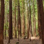 ROTORUA Highlights Tour In A Small Group - An In-Depth Look at the Rotorua Highlights Tour
