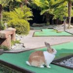Rotorua: Mini Golf Experience - Why Visitors Rave About It