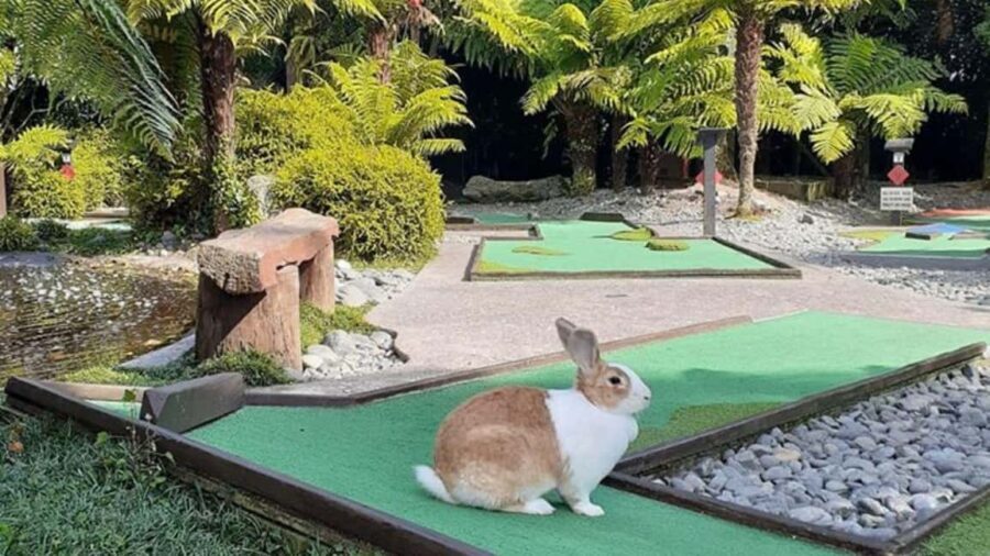 Rotorua: Mini Golf Experience - Why Visitors Rave About It