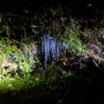 Rotorua: Nocturnal Glow-Worm Adventure Tour with a Guide - The Practicalities: What Makes This Tour a Good Deal