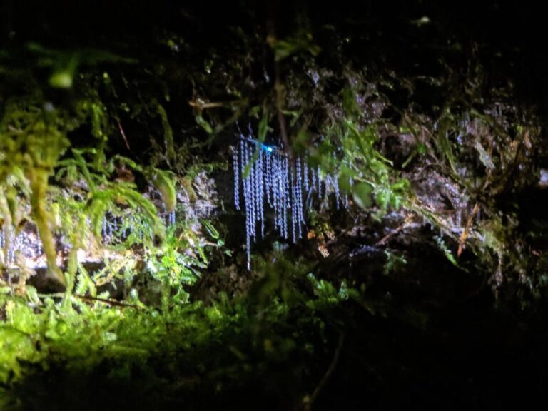 Rotorua: Nocturnal Glow-Worm Adventure Tour with a Guide - The Practicalities: What Makes This Tour a Good Deal