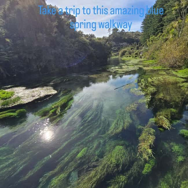 Rotorua: Private Day Tour with Tesla Model Y - The Experience: What Travelers Are Saying