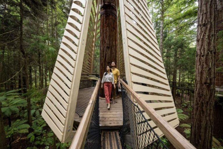 Rotorua: Redwoods Altitude, Nighttime Fast Pass, & Treewalk - The Nightlights Experience: An Evening of Magic