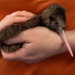 Rotorua: The National Kiwi Hatchery Kiwi Encounter Tour - What the Tour Includes and How It Runs
