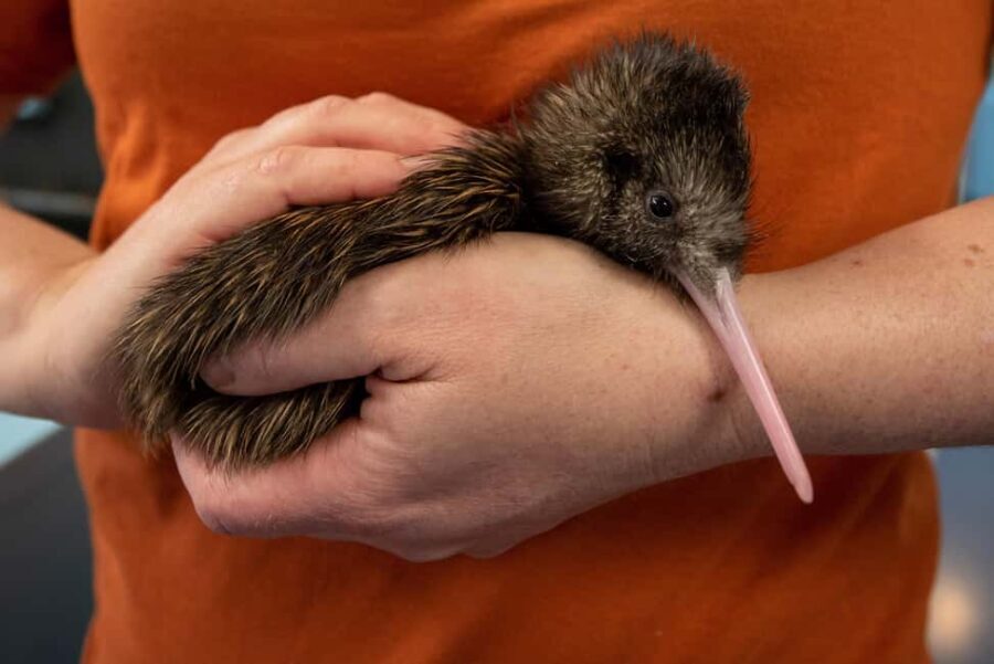 Rotorua: The National Kiwi Hatchery Kiwi Encounter Tour - What the Tour Includes and How It Runs