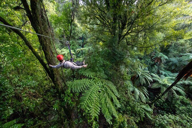 Rotoruas Original 3hr Unique Ancient Forest Zipline Adventure - Itinerary Breakdown: What to Expect