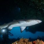 Rottnest Island Deep Dive Day Trips - Whats Included and What You Should Consider