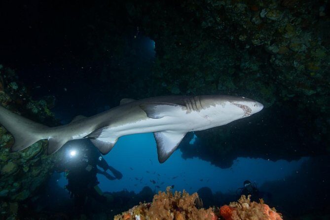 Rottnest Island Deep Dive Day Trips - Whats Included and What You Should Consider