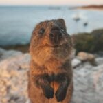Rottnest Island Round-Trip Ferry from Perth - The Scenery and Highlights
