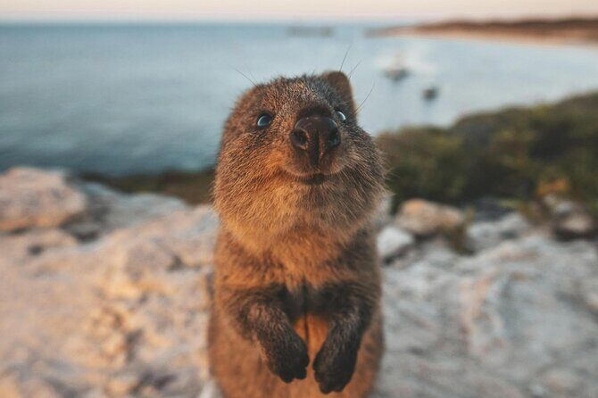 Rottnest Island Round-Trip Ferry from Perth - The Scenery and Highlights