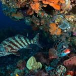 Rottnest Island scuba dive tour - Authentic Perspectives from Travelers