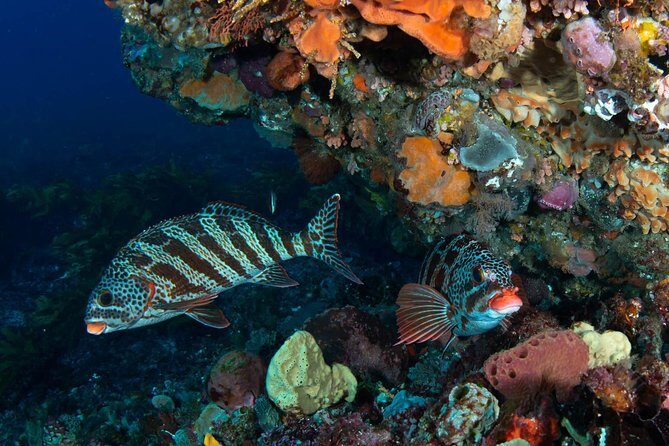 Rottnest Island scuba dive tour - Authentic Perspectives from Travelers