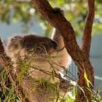 Royal National Park Hike, Swim and Wildlife Tour - Final Thoughts on the Royal National Park Hike, Swim, and Wildlife Tour