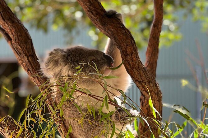 Royal National Park Hike, Swim and Wildlife Tour - Final Thoughts on the Royal National Park Hike, Swim, and Wildlife Tour