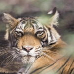 Royal Rajasthan In Depth Culture - Overland Tour - Who Will Love This Tour?