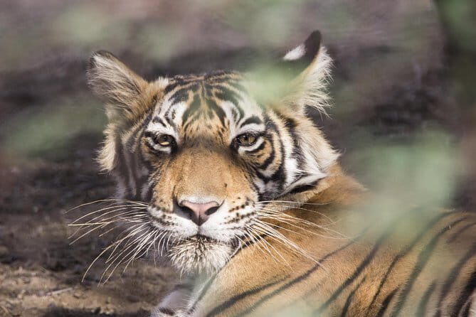 Royal Rajasthan In Depth Culture - Overland Tour - Who Will Love This Tour?