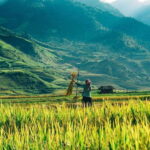 Sa Pa: 2-Day Trekking Tour with Ethnic Minority Homestay - Value and Practical Details