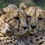 Sacramento Zoo General Admission Ticket - Who Will Enjoy This Experience?