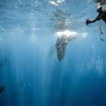 Sacred Experience Swimming with a Whale in Moorea - Key Points