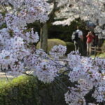 Sacred Pathways: Discover the Philosopher's Path of Kyoto - The Value Proposition