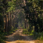 Safari Adventure in Bardia 3D/2N - Why You Should Consider This Safari